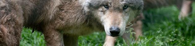 ‘Dangerous precedent’: Bern Convention paves ways for downgrade of EU’s ...