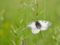 AI monitoring stations are helping scientists to understand biodiversity loss