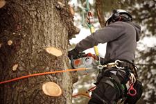 Arborists share firsthand accounts on the life-saving role of PPE in ...