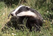 Advertising watchdog says it is yet to decide on RSPCA badger cull ...