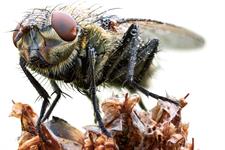 Avonmouth’s mysterious fly problem