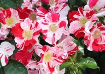 Zehn neue Sorten als ADR-Rose 2023 ausgezeichnet