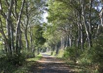 Vielfältiger Baum des Jahres 2026: die Zitter-Pappel