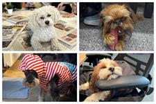 More pets in PR: meet the mascots | PR Week UK
