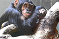 Porter Novelli goes ape for Scottish zoo | PR Week UK