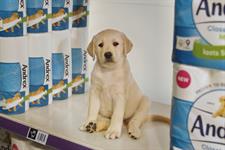 Andrex "A little love goes a long way" by FCB Inferno | Campaign US