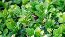 RHS warns of bumper year for box tree moth | HortWeek