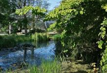 Amenity value of trees worth £38m finds University of Dundee study ...