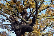 Age trees to boost woodlands | HortWeek