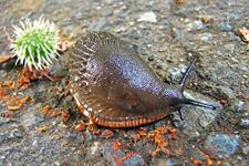 Experts warn of potential slug 'plague' | HortWeek