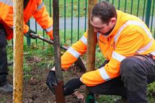 Council plants 500 trees and gives away 750 | HortWeek