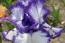 Iris 'Ink Pattern' | HortWeek