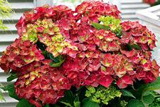Hydrangea macrophylla 'Ruby Tuesday' | HortWeek