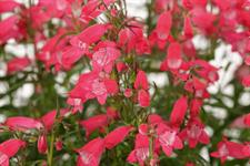 Penstemon x Mexicali 'Carillo Red' | HortWeek
