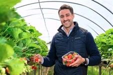 Stewarts of Tayside Scottish strawberries hit Asda ahead of Wimbledon ...