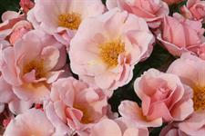 Rose 'Checkmate' (Diclanky) | HortWeek