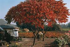 Rhus | HortWeek