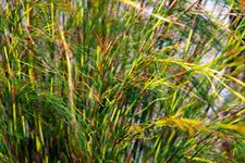 Restio tetraphyllus syn. Baloskion tetryphyllum 'Cornish Gold' | HortWeek