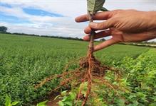 Ray Jenkins looks ahead to strong first tree and hedge season | HortWeek