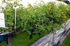 Tabletop structures help outdoor tomato crops | HortWeek