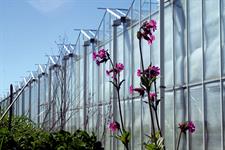 First two glasshouse growers to join farm demonstration network | HortWeek