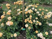 Rochfords International Rose Trials awards announced | HortWeek