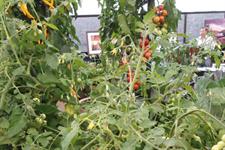 Lizzano 'The Tomato Bush' | HortWeek