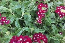 Verbena Aztec 'Burgundy' | HortWeek