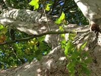 Almost half London plane trees in London's Square Mile have Massaria ...