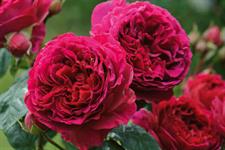 Rose 'Heathcliff' | HortWeek