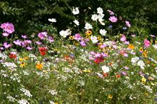 RHS sow millions of wildflowers as sales boom | HortWeek