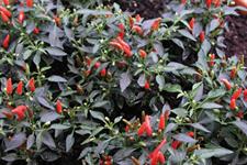 Pepper 'Demon Red' | HortWeek