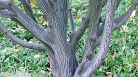 Tree a Week: Acer davidii Viper (‘Mindavi’) | HortWeek