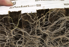 Dutch tomato grower hails use of ASPERELLO biocontrol | HortWeek