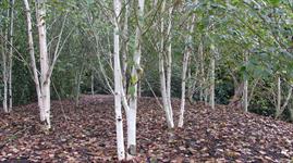 Plant Pest Alert: birch aphids | HortWeek