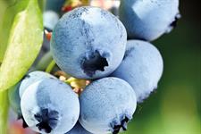 Mee Farmers | HortWeek