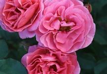 Allensmore new plants for National Plant Show | HortWeek