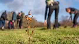 300,000 trees have been planted across Wales | HortWeek