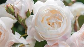 Plant a David Beckham David Austin rose for Euro football final, says ...