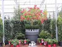 Problem Solving Plants identified by Provender Nurseries | HortWeek