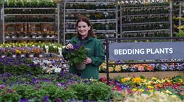 Dobbies Garden Centres puts 17.5m bedding plants on sale | HortWeek