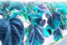 Vivent raises finance to expand PhytlSigns sales | HortWeek