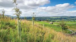 How do significant historic sites impact planting plans? | HortWeek