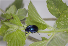 RHS warns over blue mint beetle | HortWeek