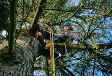 RHS apprentice paves the way for female arborists | HortWeek