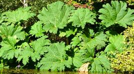 Pure Gunnera manicata not banned, says Defra | HortWeek