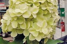 Hydrangea paniculata Hercules | HortWeek