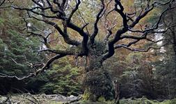 European Tree of the Year Awards features UK Skipinnish Oak | HortWeek