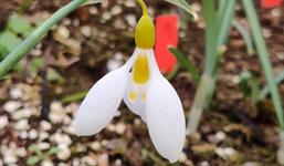 Snowdrop expert Dr. Ronald Mackenzie has died | HortWeek