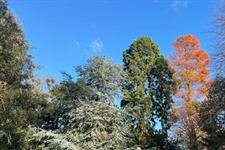 New map showing protected trees is launched | HortWeek